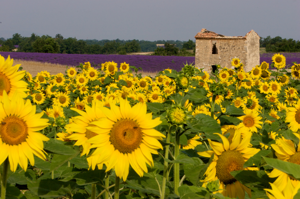 Provence Travel Guide – Explore the region from your rented holiday villa